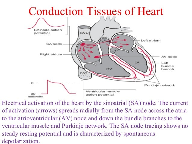 Ecg basics electric activity within heart