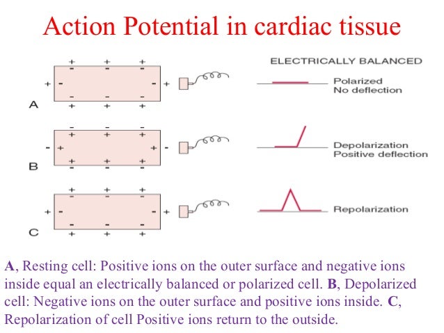 Ecg basics electric activity within heart