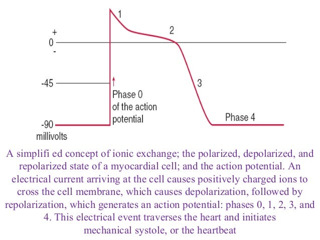 Ecg basics electric activity within heart
