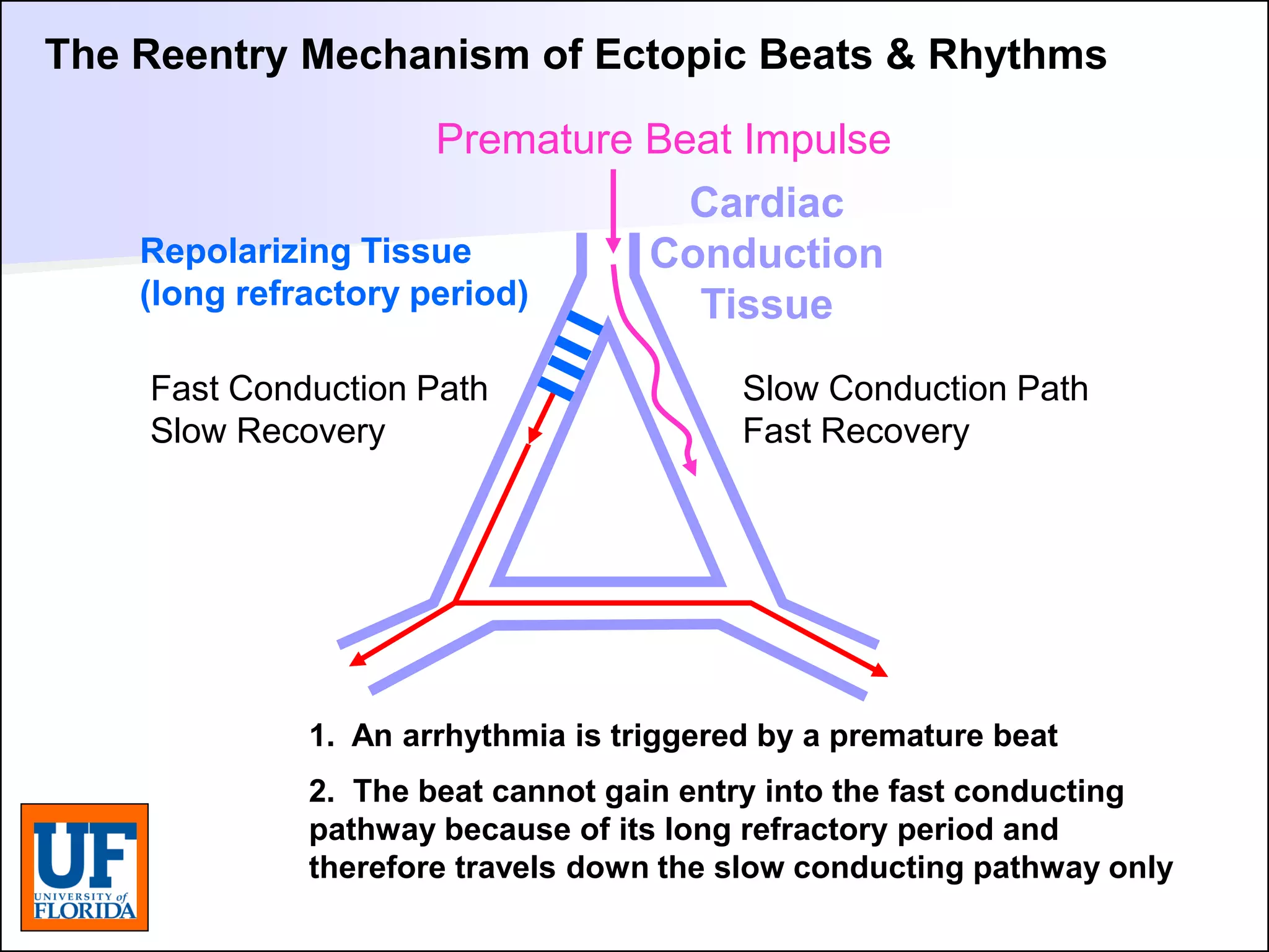 ECG [Compatibility Mode].pdf