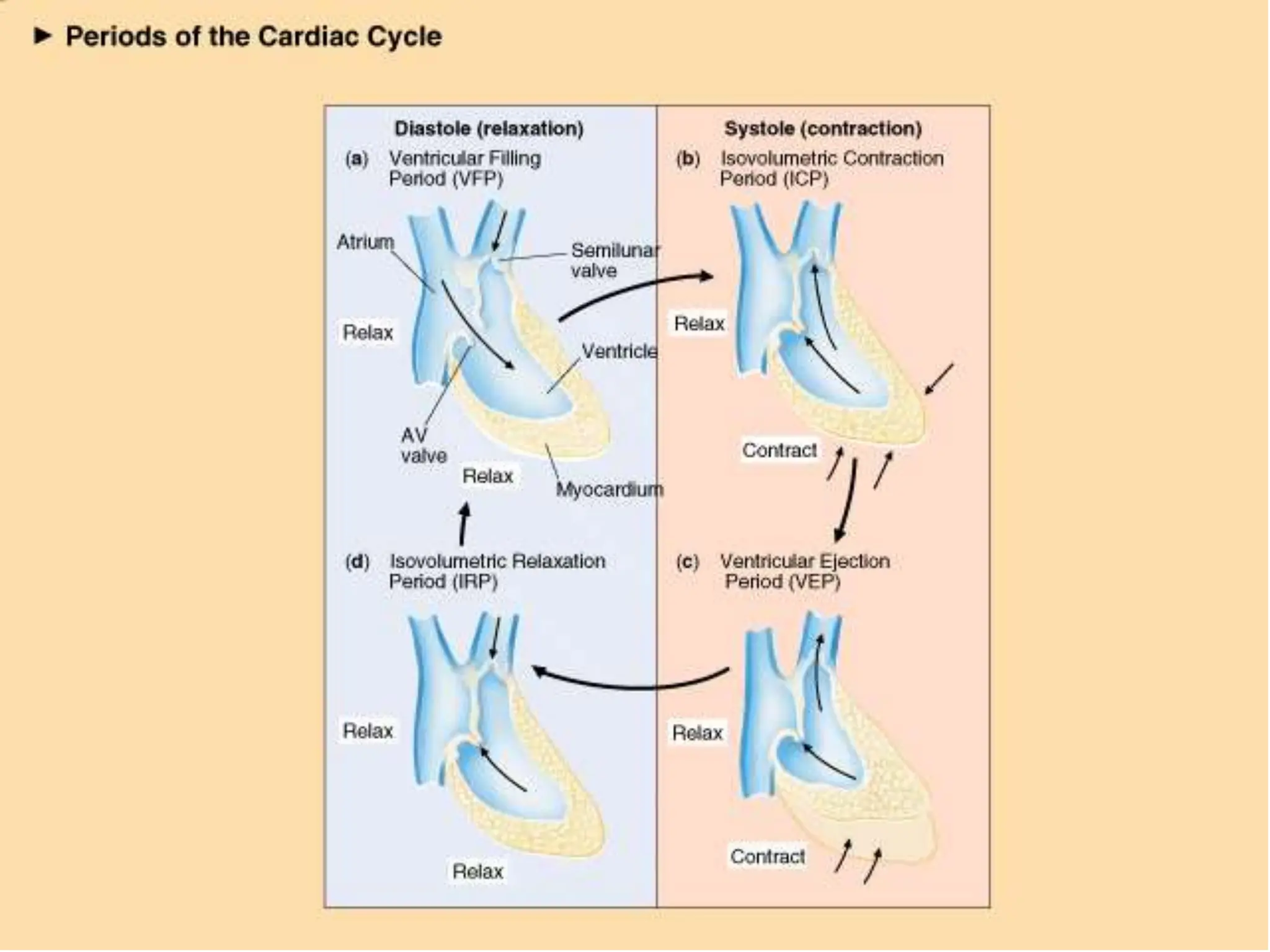 ECG complete lecture notes along with interpretation | PPT