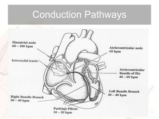 basic ECG SAMPLE WAY | PPTX