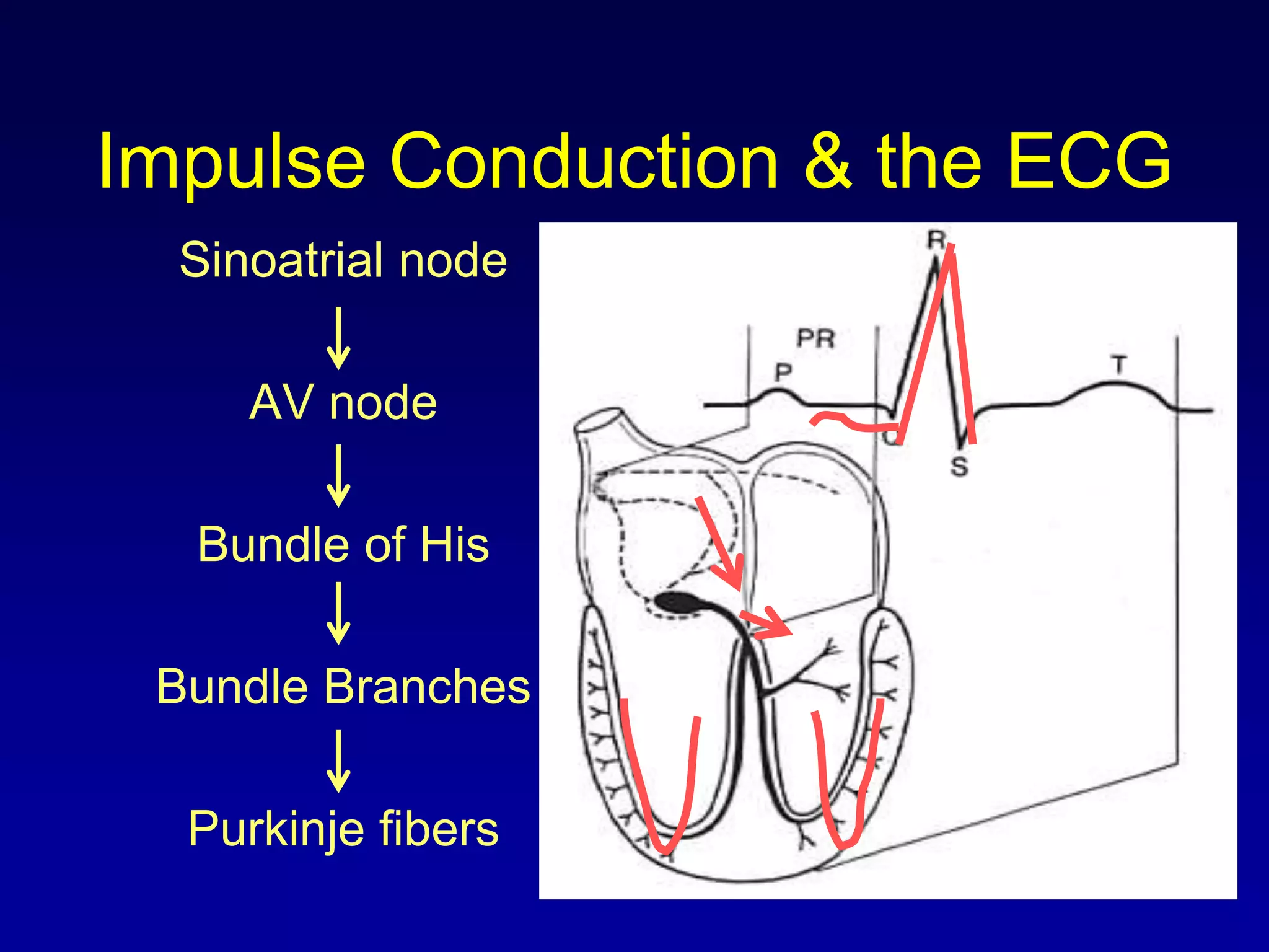 Ecg final the best | PPT