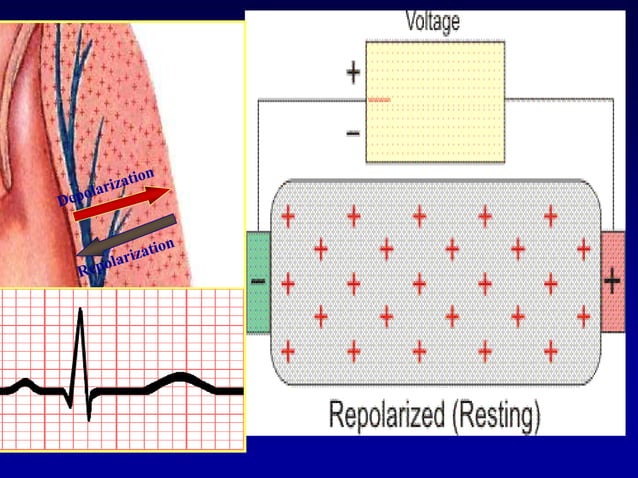 Ecg final the best | PPT