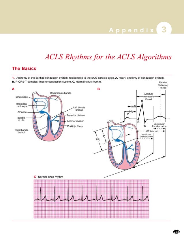 Ecg for acls | PDF | Heart and Cardiovascular Diseases | Diseases and Conditions