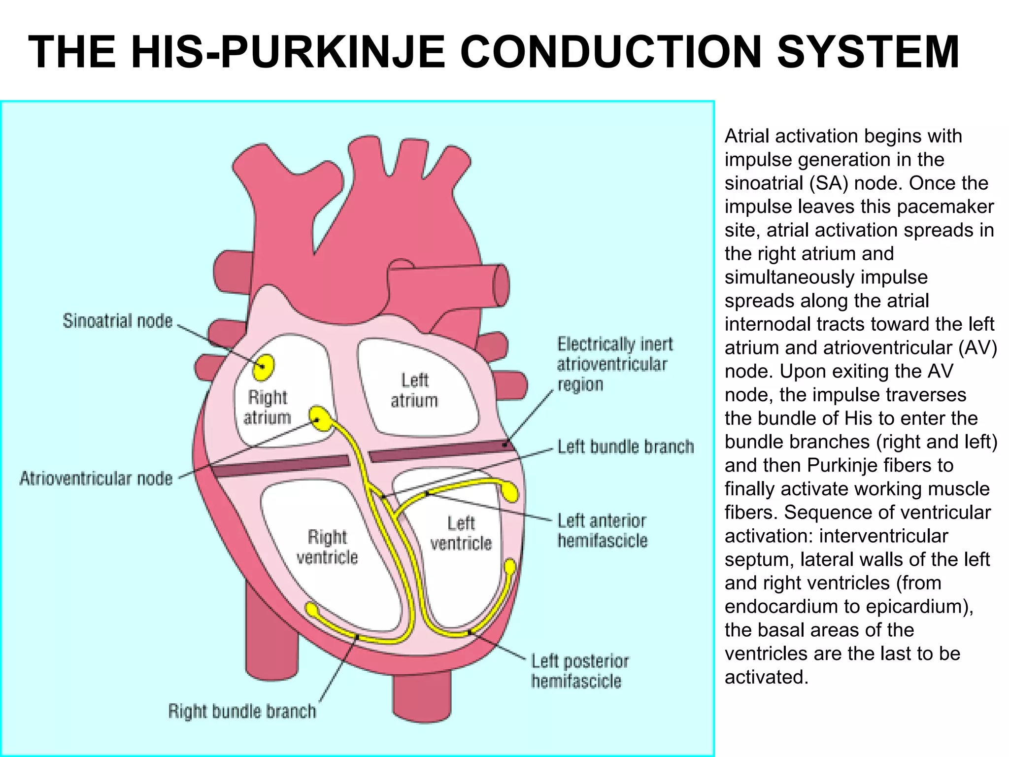 Ecg lecture | PPT