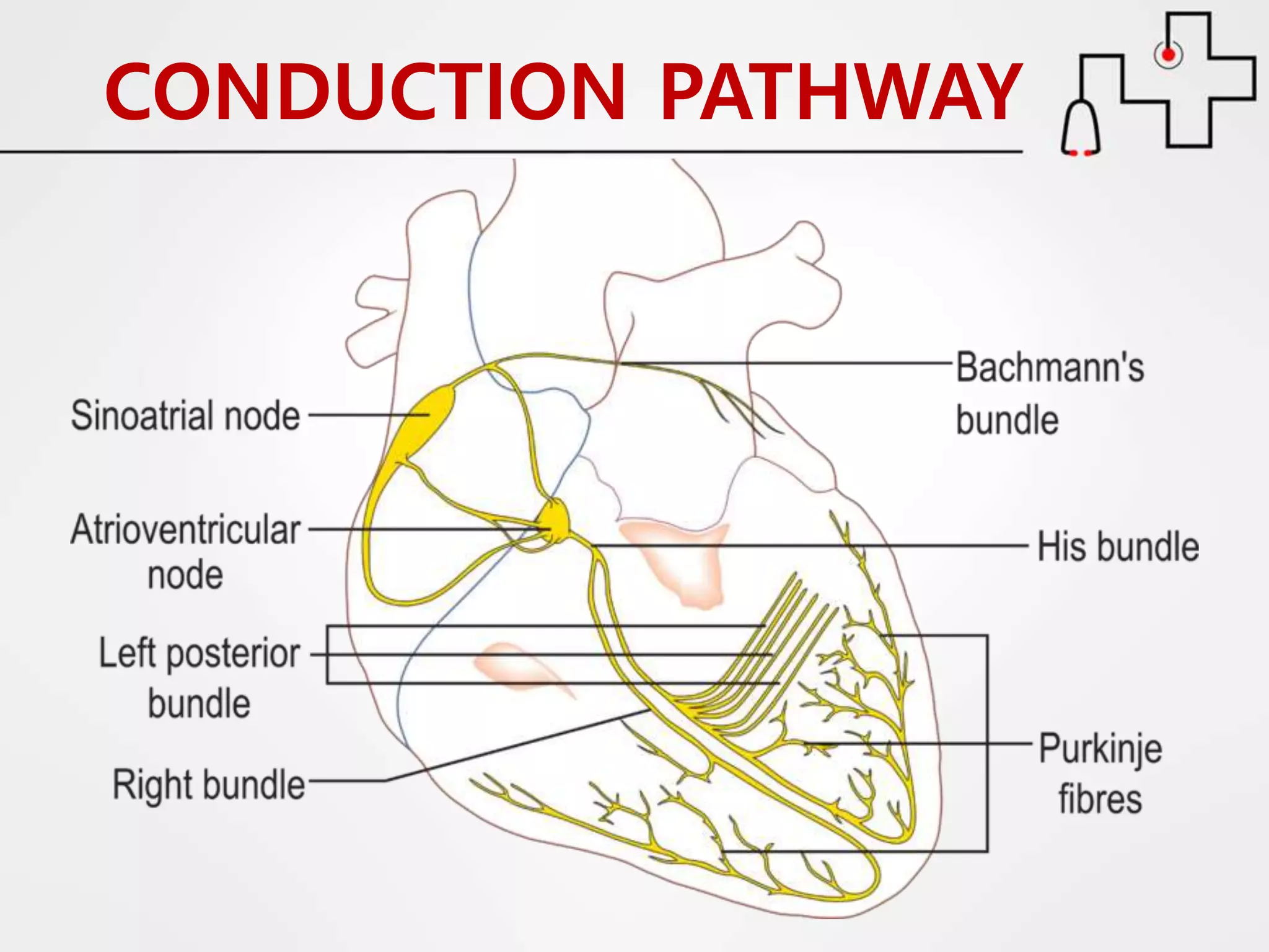 Ecg made easy | PDF