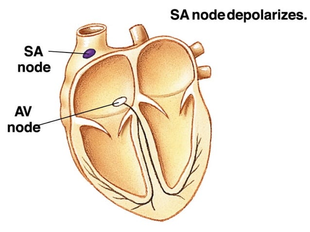 Ecg normal generala sm i | PPT