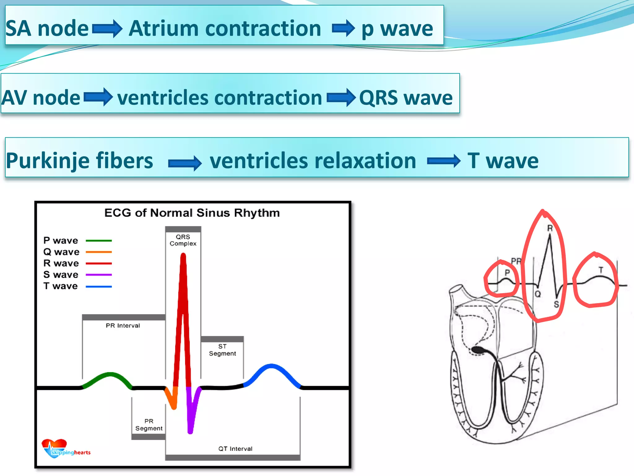 Ecg part i | PPT