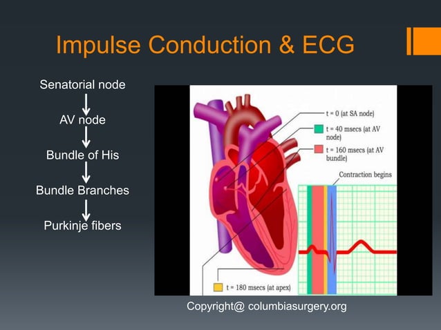 Ecg ppt