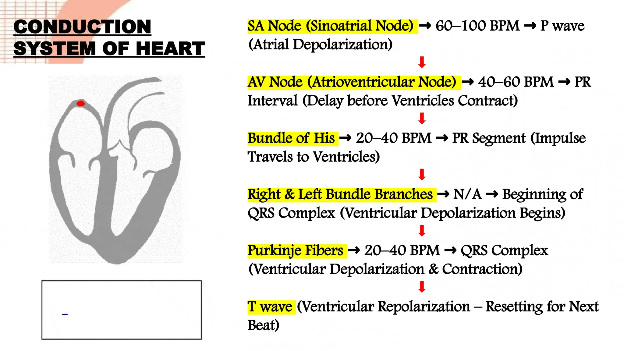 ECG ppt NEW.pptx ECG ppt NEW.pptx ECG ppt NEW.pptx