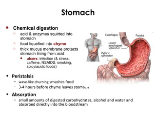 ECGS Module 13 | PPT | Digestive Disorders | Diseases and Conditions