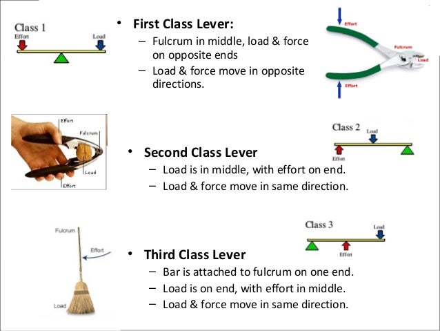 First Second Third Class Lever Examples