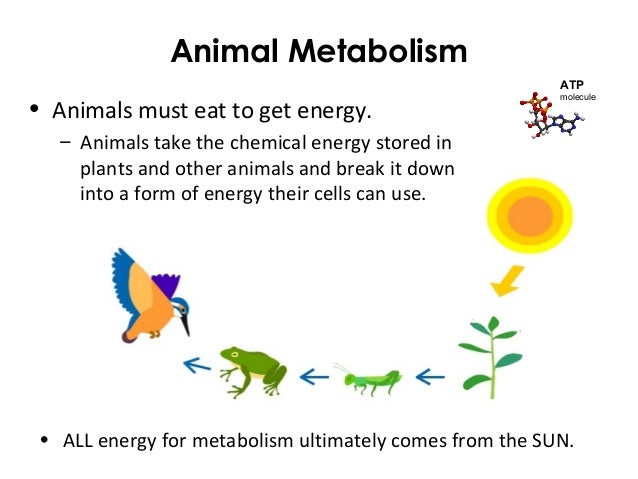 Animal Metabolism