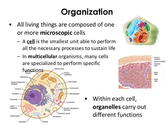 Cell Function Seer Training