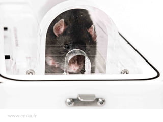 ecgTUNNEL noninvasive ecg and respiration from conscious rats/mice ...