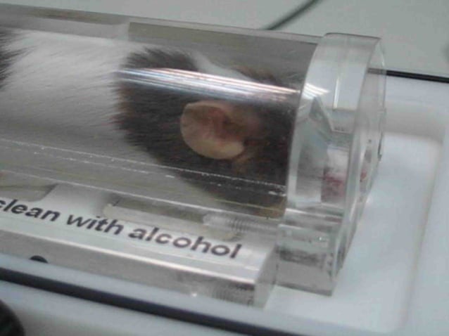 ecgTUNNEL noninvasive ecg and respiration from conscious rats/mice ...