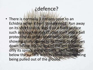 Echidna | PPTX