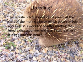 Echidna | PPTX