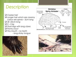 Echidna | PPS