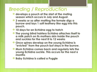 Echidna | PPS