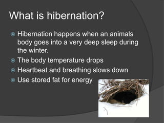 Echidna Sample Hibernation Report | PPTX