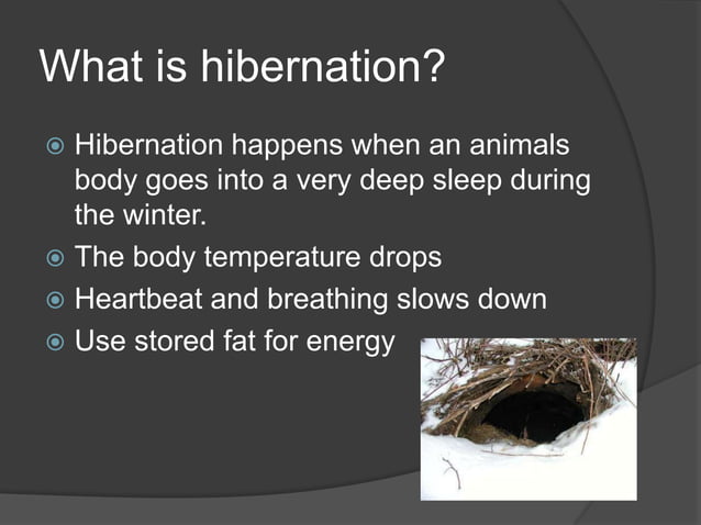 Echidna Sample Hibernation Report | PPTX