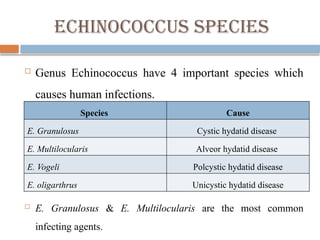 echinicoccus granulosus pptx by monesh.pptx