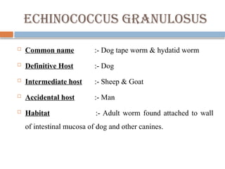 echinicoccus granulosus pptx by monesh.pptx