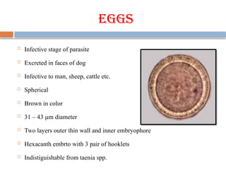 echinicoccus granulosus pptx by monesh.pptx