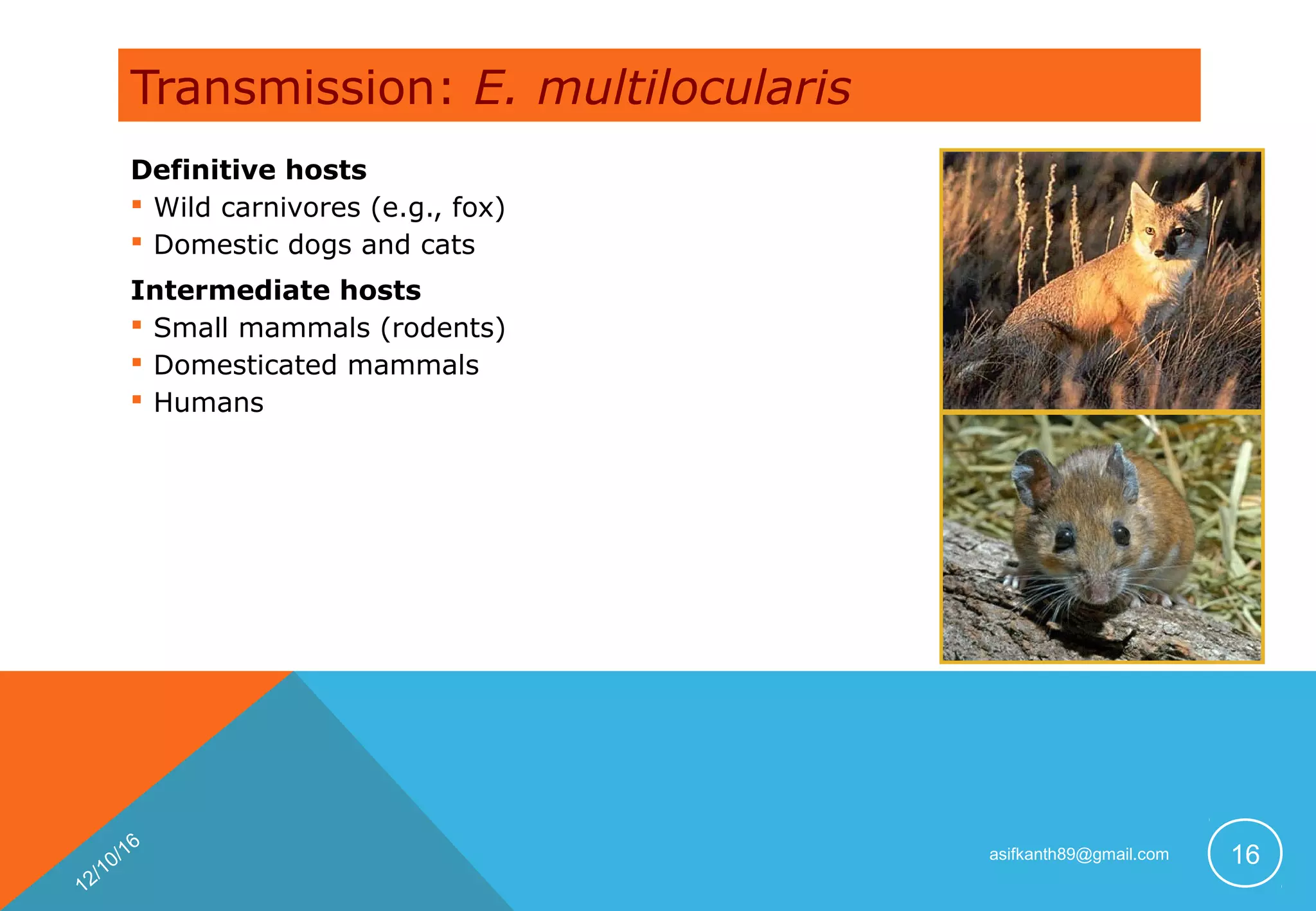 Echinococcosis | PPT