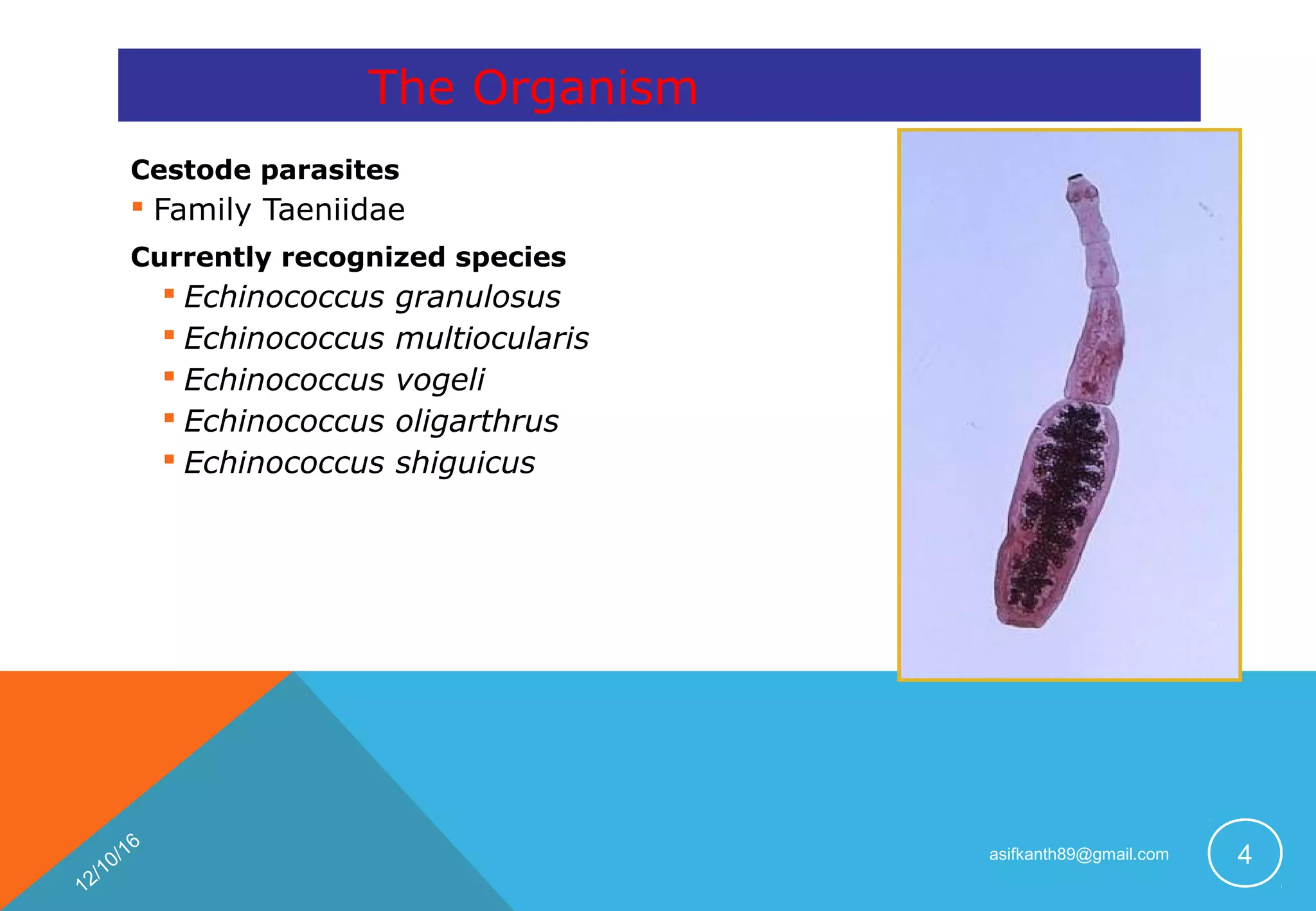 Echinococcosis | PPT