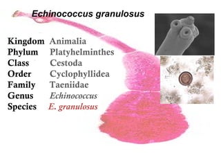Echinococcosis | PPT