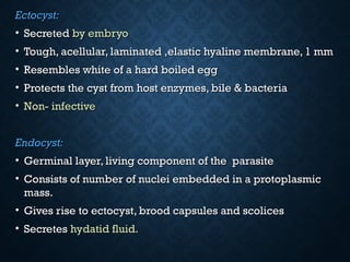 Echinococcus | PPT