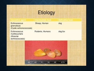 Echinococcus | PPT
