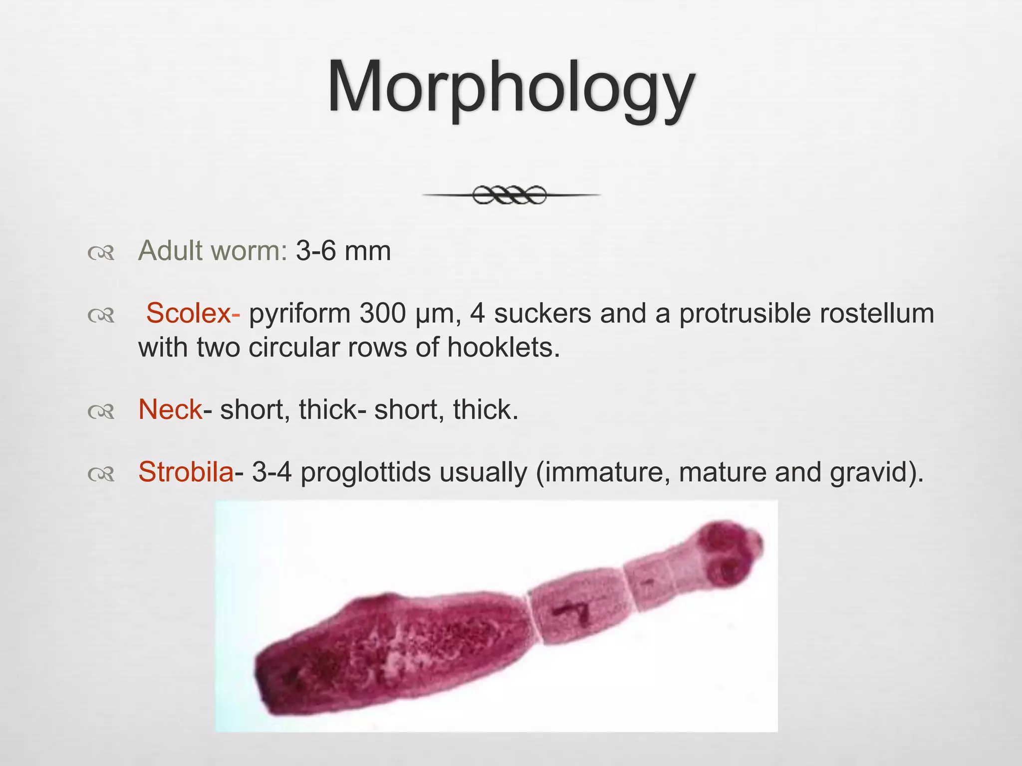 Echinococcosis | PPTX