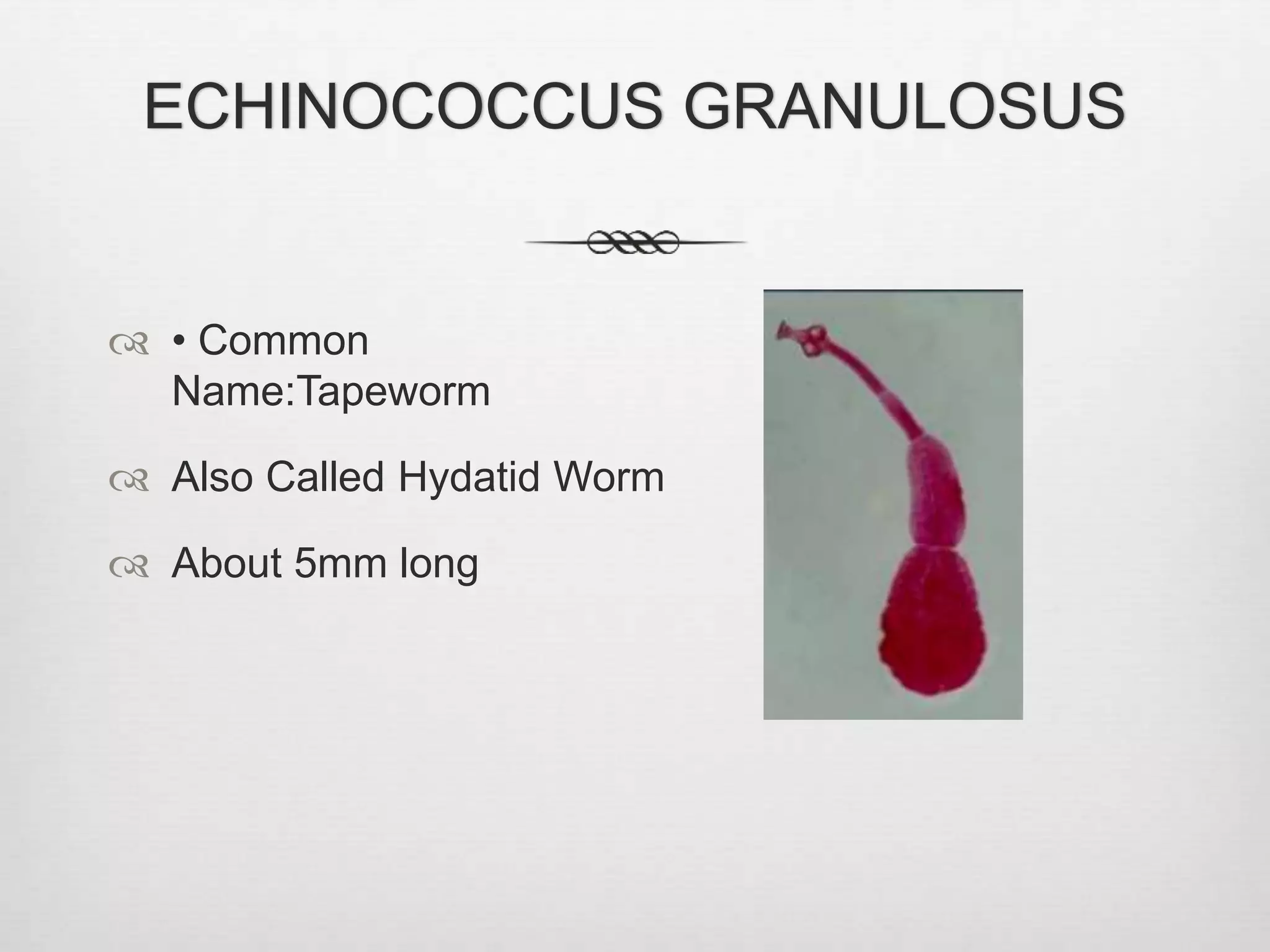 Echinococcosis | PPTX