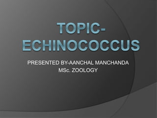 Echinococcus | PPTX