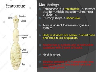 Echinococcus | PPTX