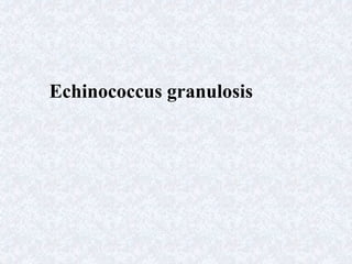 Echinococcus granulosis disease powerpoint | PPT
