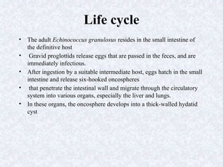 Echinococcus granulosis disease powerpoint | PPTX