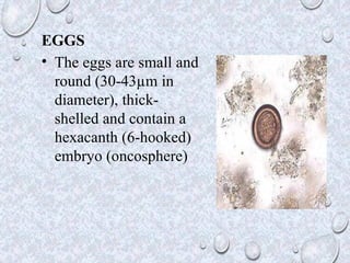 Echinococcus granulosis disease powerpoint | PPTX