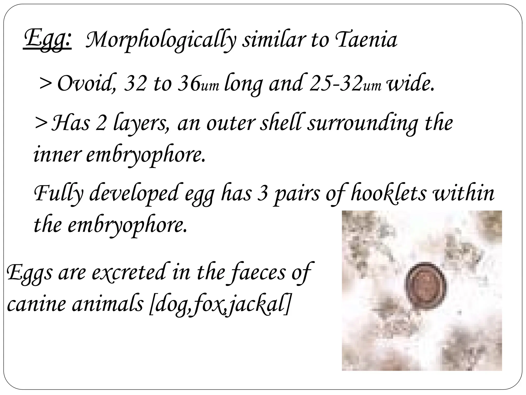 Echinococcus Parasite; Life cycle, morphology and pathogenesis.ppt
