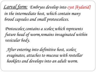 Echinococcus Parasite; Life cycle, morphology and pathogenesis.ppt