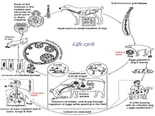 Echinococcus Parasite; Life cycle, morphology and pathogenesis.ppt