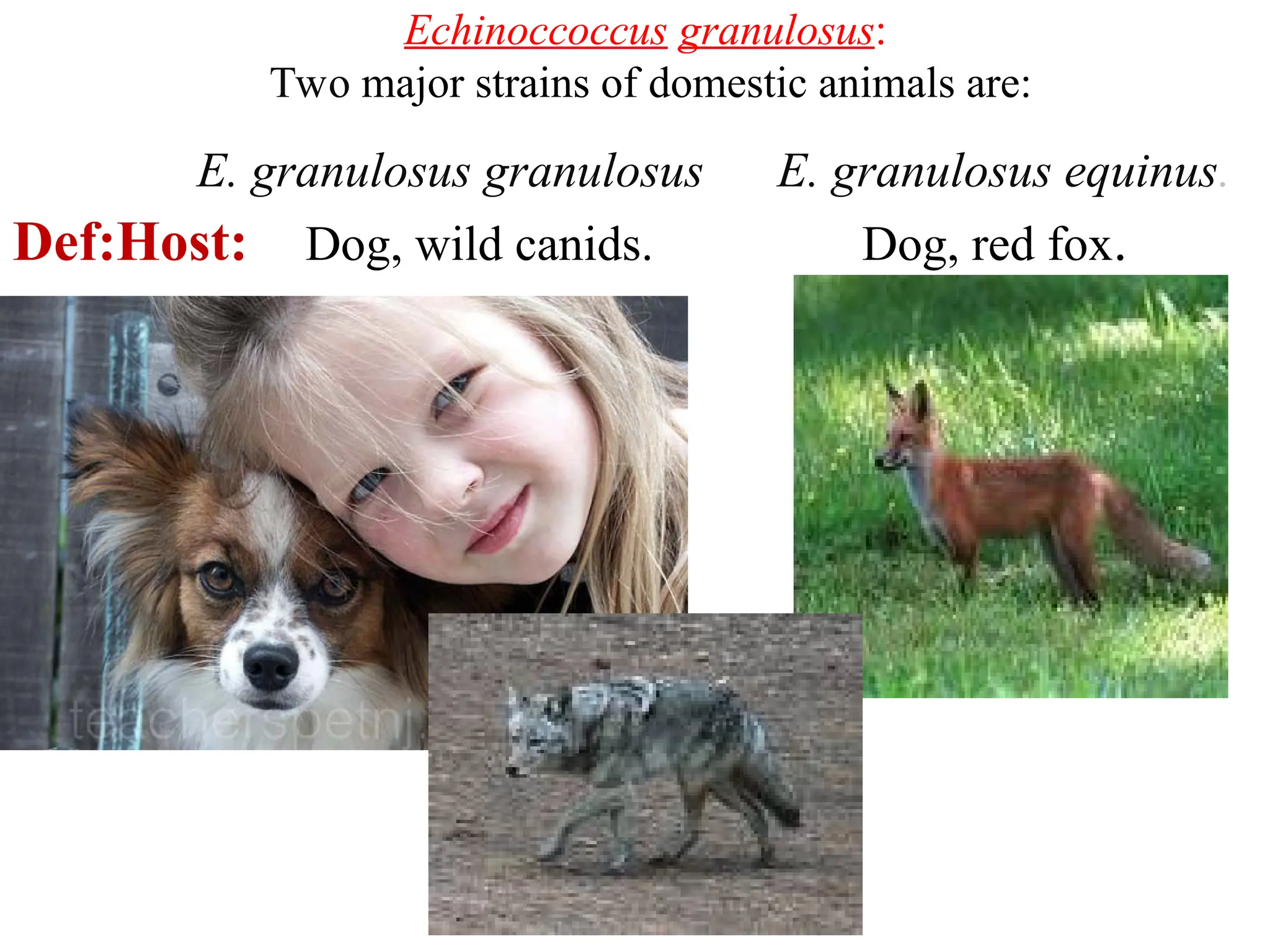 Echinococcus-lec.ppt For every science students | PPT