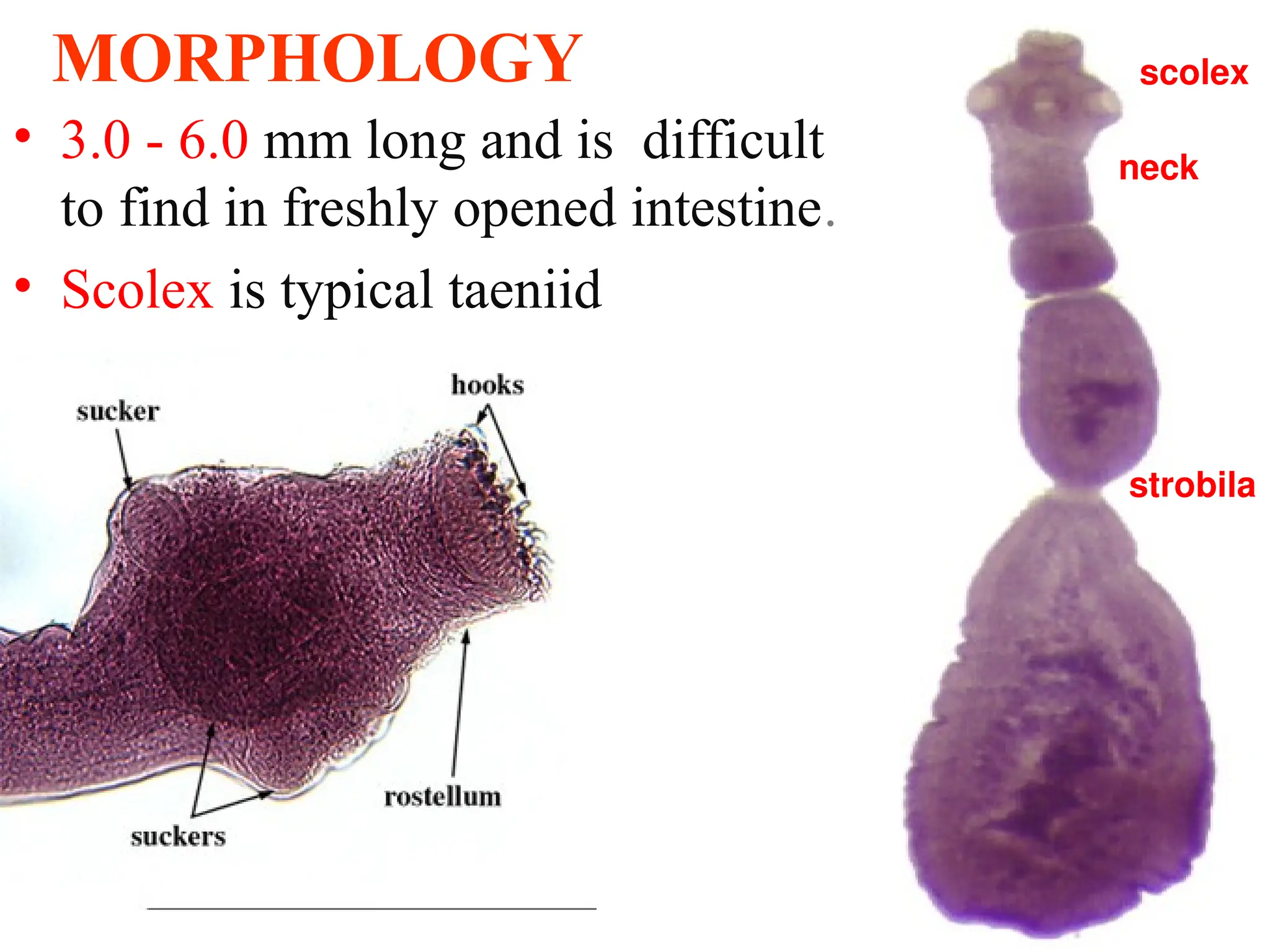 Echinococcus-lec.ppt For every science students | PPT