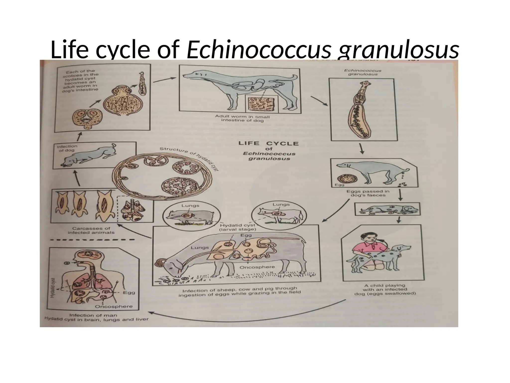 Echinococcus granulosum.............pptx