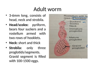 Echinococcus granulosum.............pptx