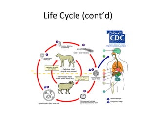 Echinococcus Life Cycle